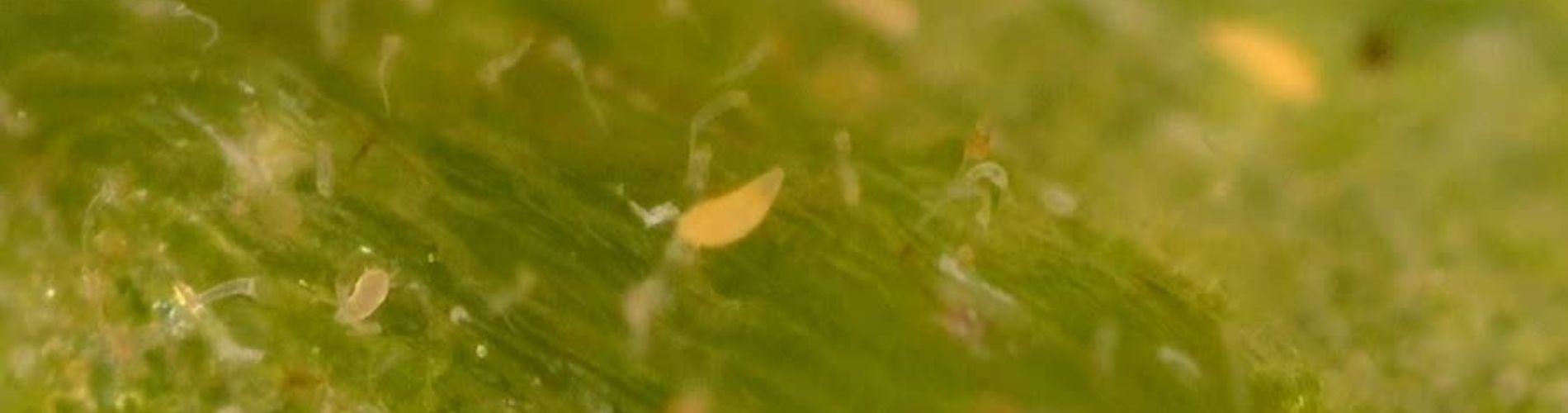 Lifecycle Of Russet Mites Aculops lycopersici – GrowLiv Biologicals