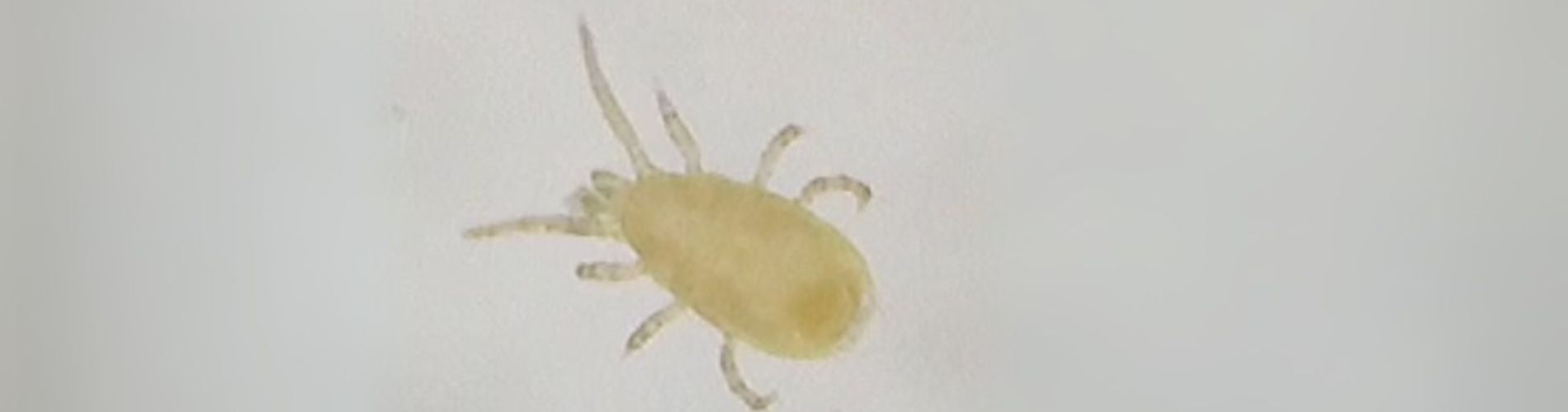 Neoseiulus cucumeris: Efficient Thrips Predator – GrowLiv Biologicals
