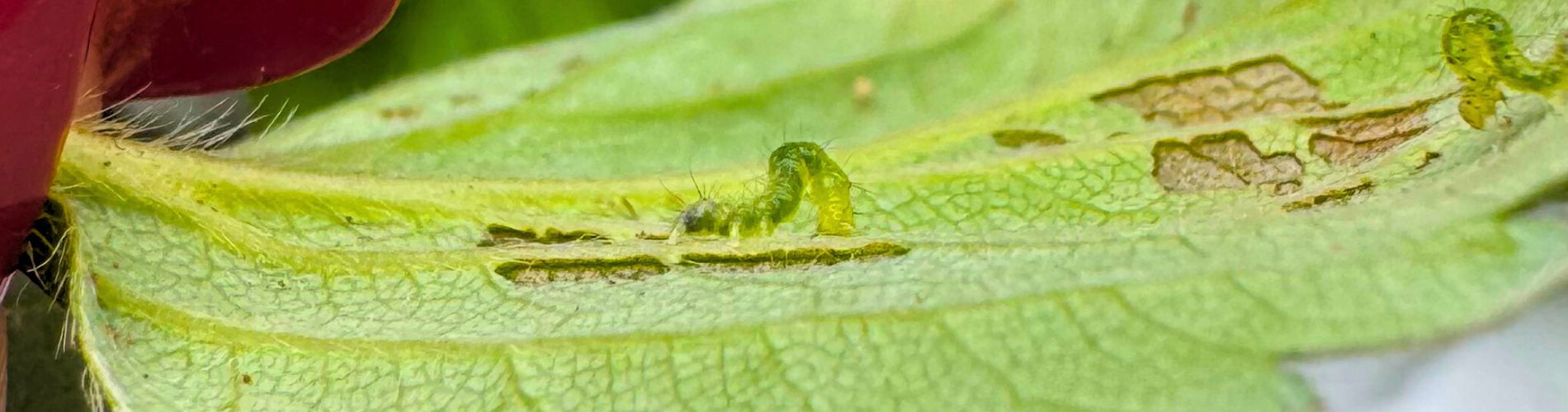 Signs & Symptoms of Tomato Looper Damage – GrowLiv Biologicals