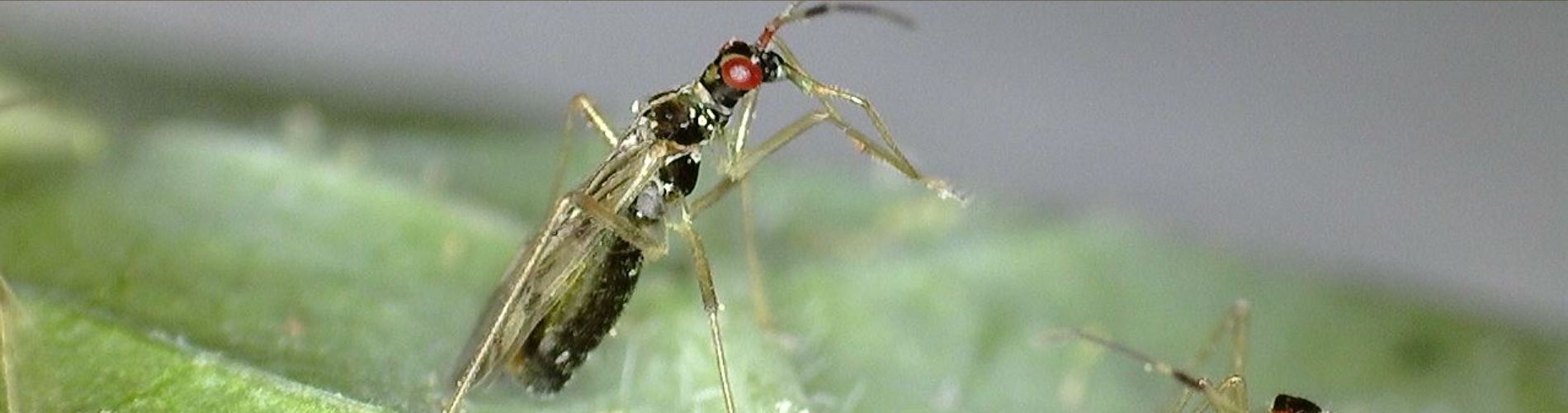 MiriLiv (Dicyphus hesperus): Predator for Tomato Looper – GrowLiv ...