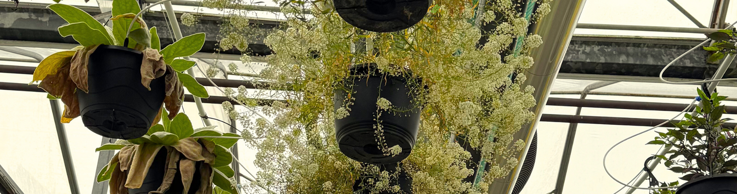 What Are Banker Plants? – GrowLiv Biologicals