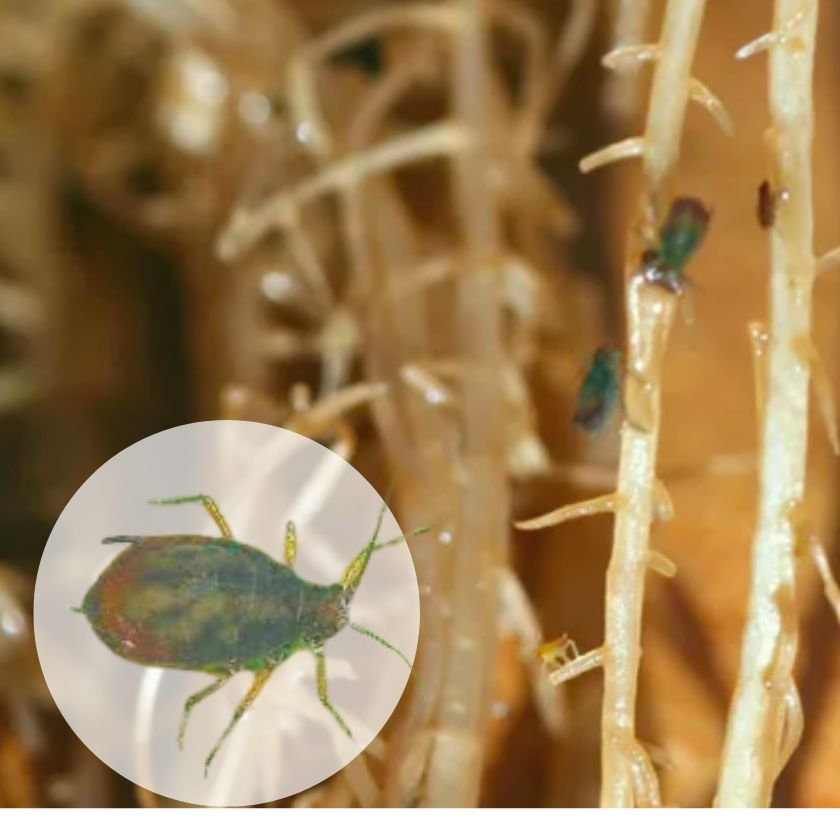 Root aphid – GrowLiv Biologicals