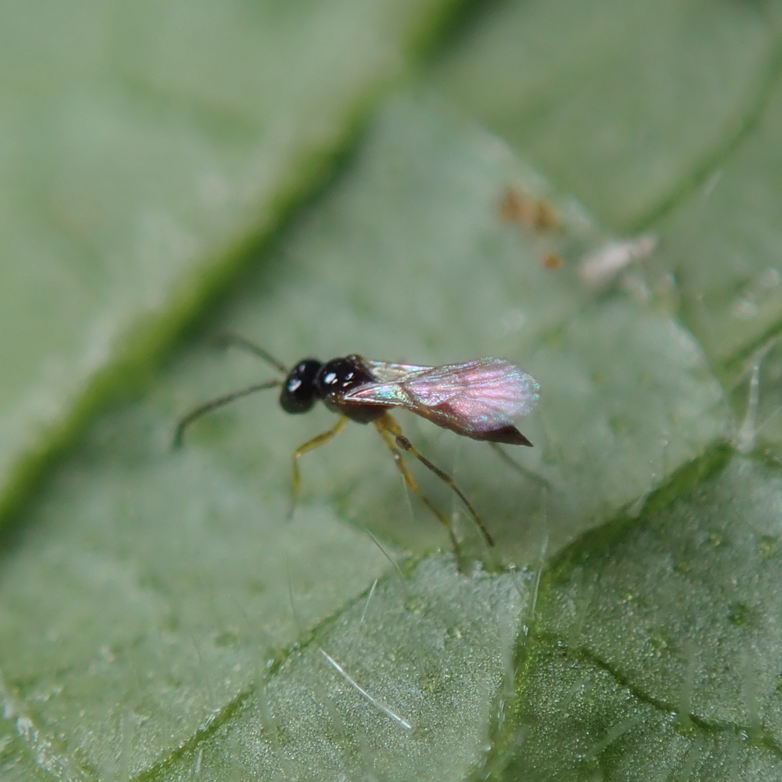 Aphidius Colemani for Natural Control of Aphids – GrowLiv Biologicals