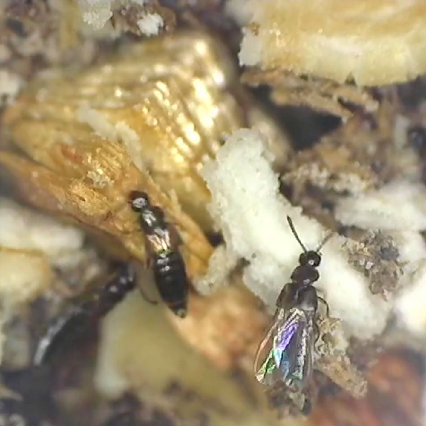 AtheLiv-B: Dalotia Coriaria (Atheta) for Natural Control of Fungus Gnat ...