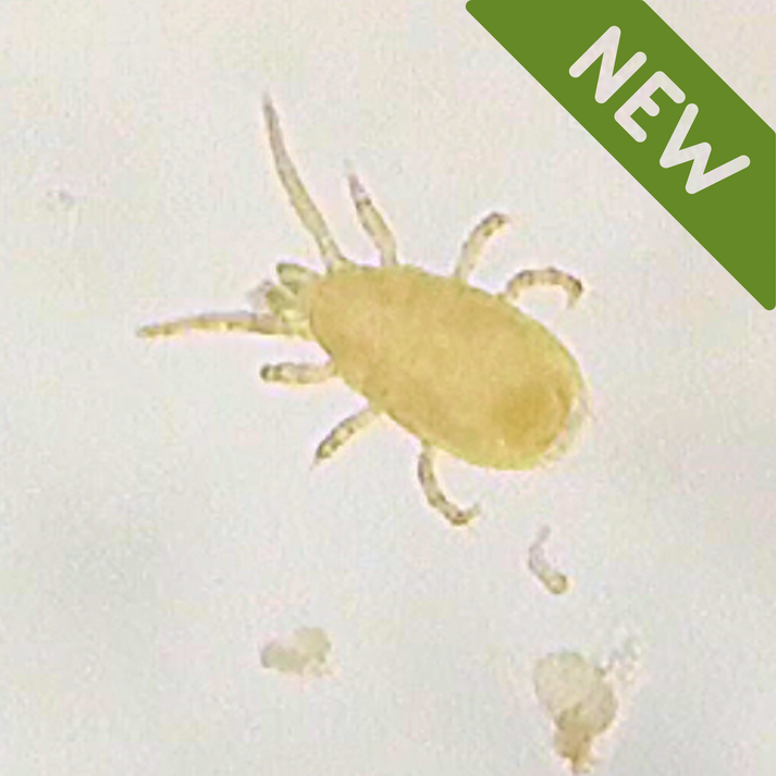 CucuLiv Sachet: Neoseiulus Cucumeris for Natural Control Against Thrips ...